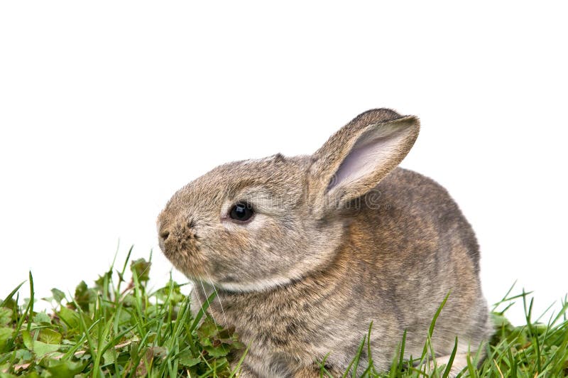 Bunny sitting in grass stock photo. Image of single, buck - 14000768