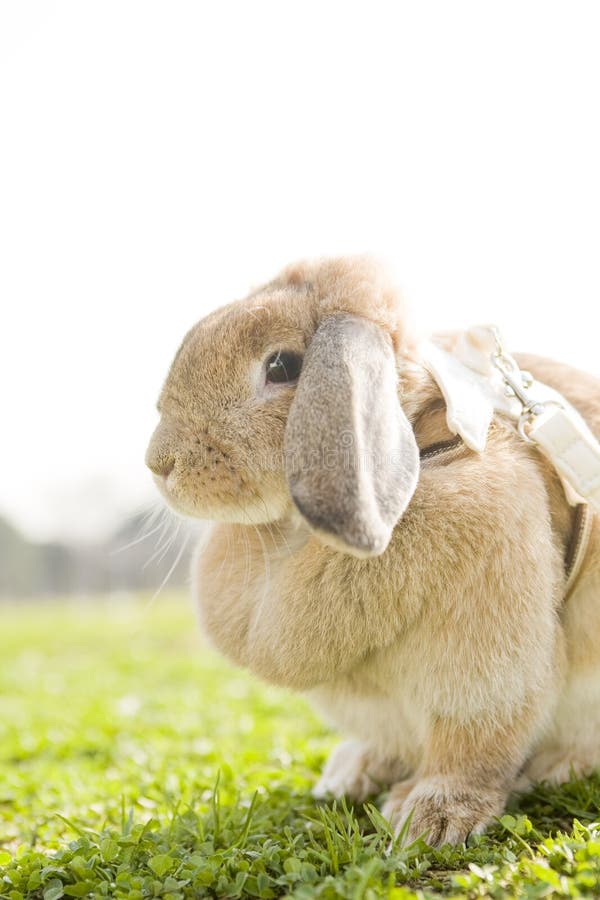 A Bunny Sitting on the Grass Stock Image - Image of view, ears: 227552535
