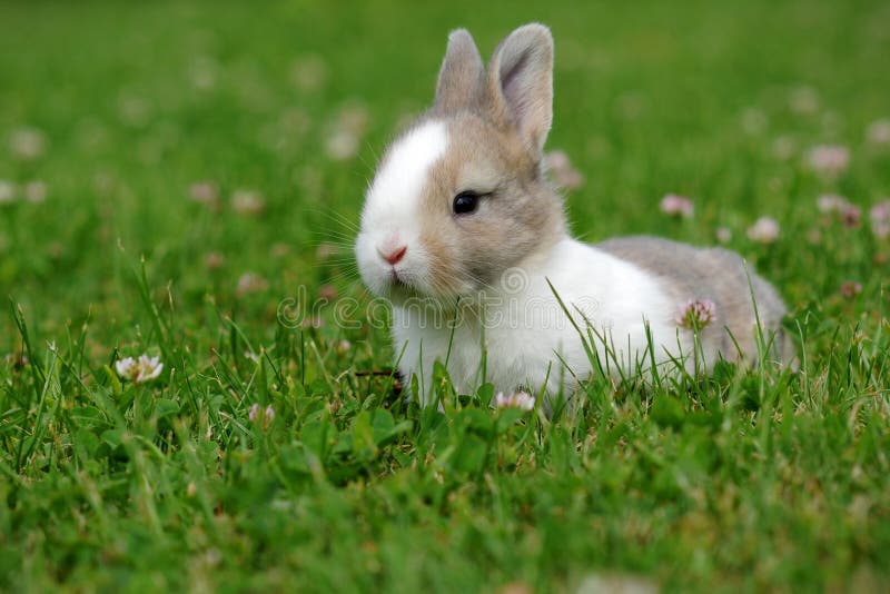 Bunny Sitting in Green Grass Stock Image - Image of easter, sitting ...