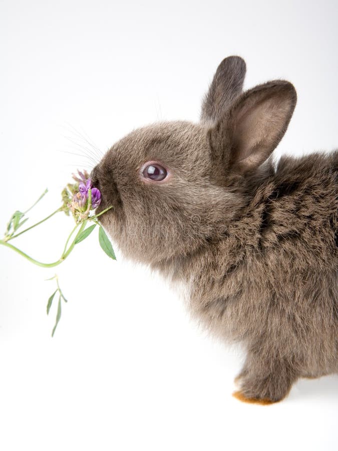 Bunny smelling a flower stock photo. Image of creature - 3317500