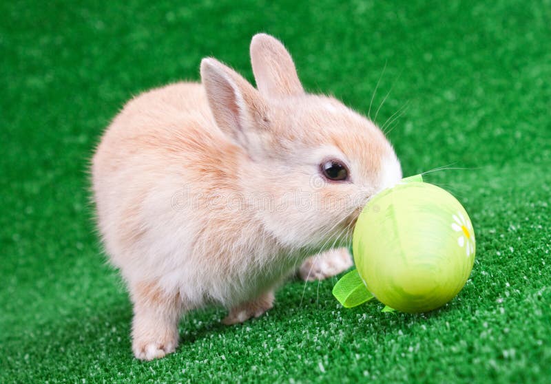 Bunny Sniffing an Easter Egg Stock Image - Image of holiday, concept ...