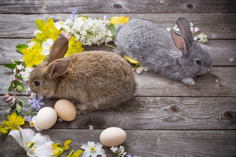 Bunny with Spring Flowers on Old Wooden Background Stock Photo - Image ...