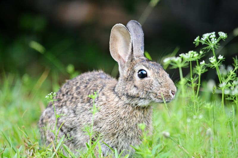 Bunny stock photo. Image of nature, easter, spring, green - 39876142