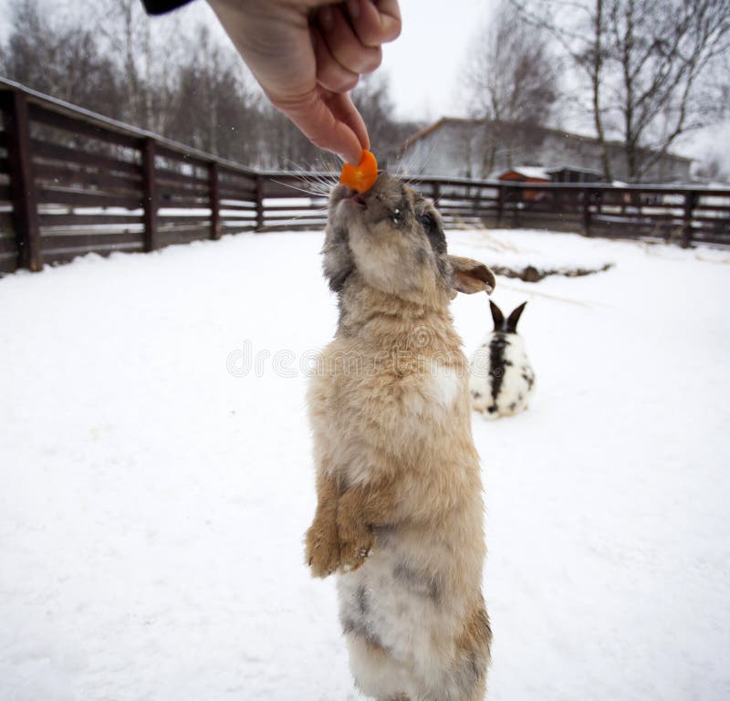Rabbit in wintertime stock image. Image of happy, cute - 126962015