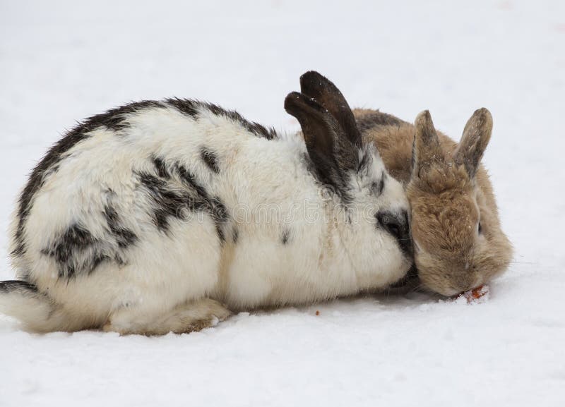 Rabbit in wintertime stock image. Image of hare, season - 126962077