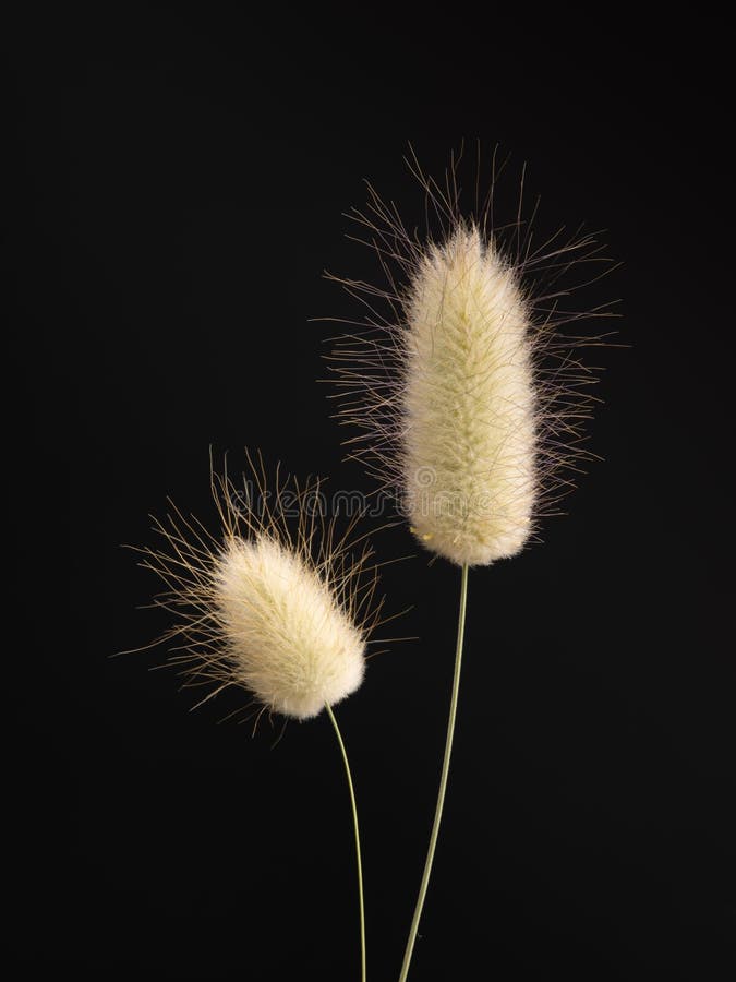 Bunny Tail Flowers on a Black Background Stock Photo - Image of fresh ...
