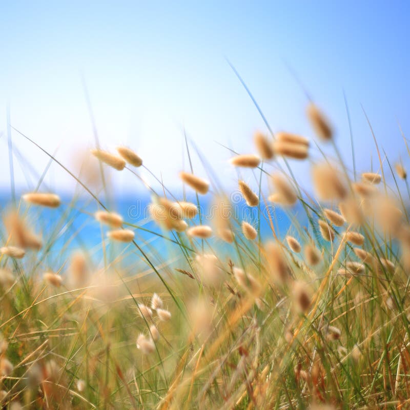 Bunny in grass stock photo. Image of spring, small, young - 51806582