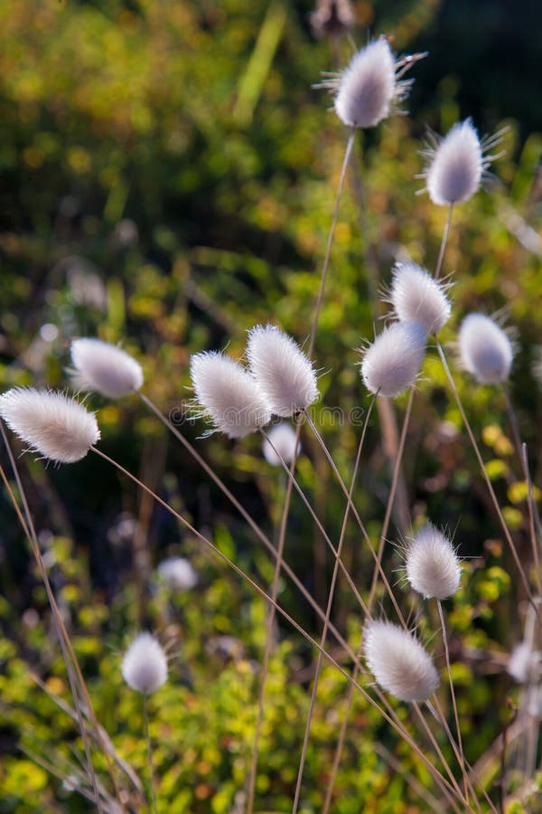 Bunny tails stock image. Image of rabbit, tails, messiacu - 39478095