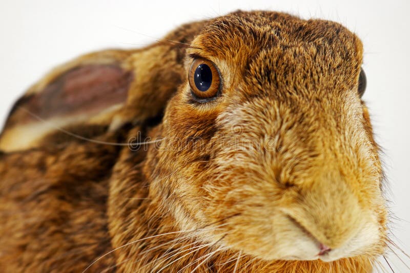 Head of a Stuffed Rabbit Hare Bunny Taxidermy in Front of a White ...