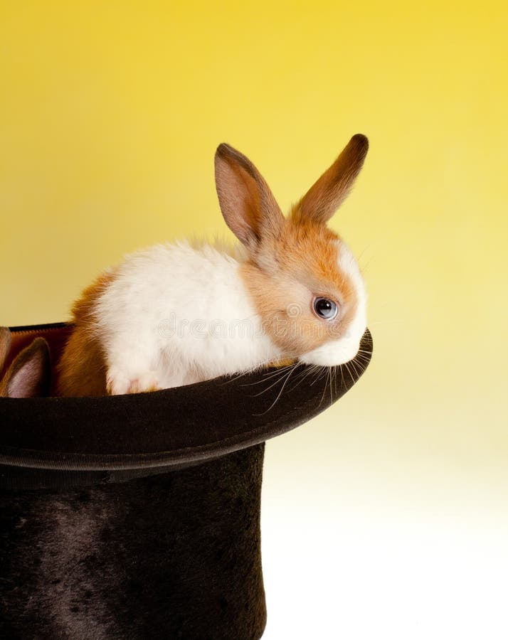 566 Bunny Rabbit Top Hat Stock Photos - Free & Royalty-Free Stock ...