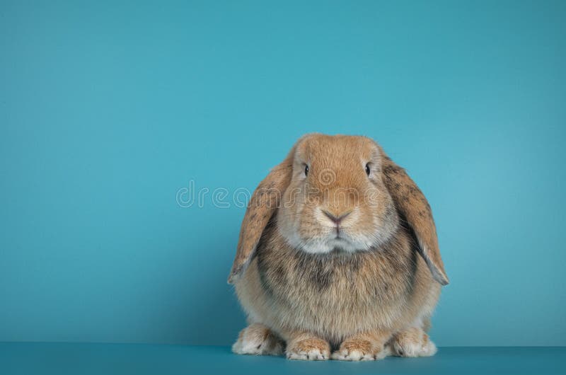 Brown Bunny Front Facing Stock Photos - Free & Royalty-Free Stock ...