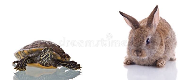 Bunny and Turtle stock photo. Image of background, concepts - 6178654