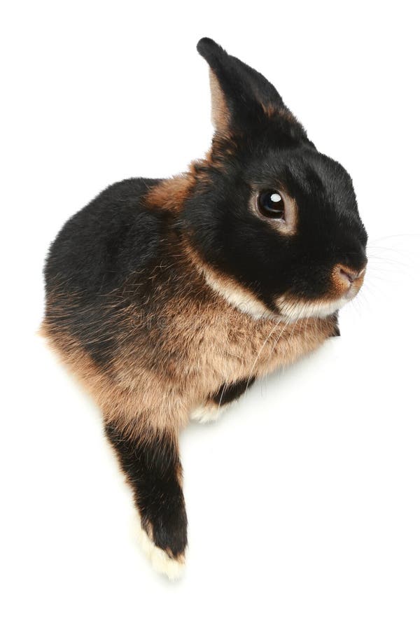 Bunny on a White Background Stock Photo - Image of primate, attentive ...