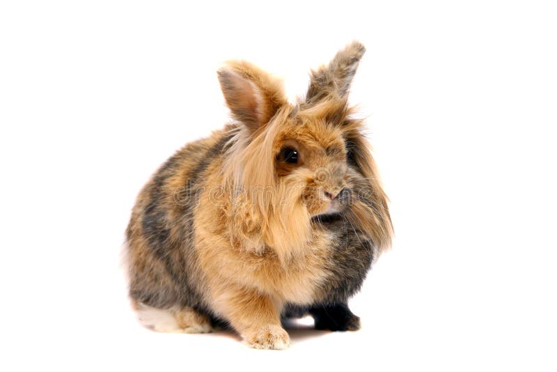 Bunny on the White Background Stock Image - Image of bunny, mammal ...