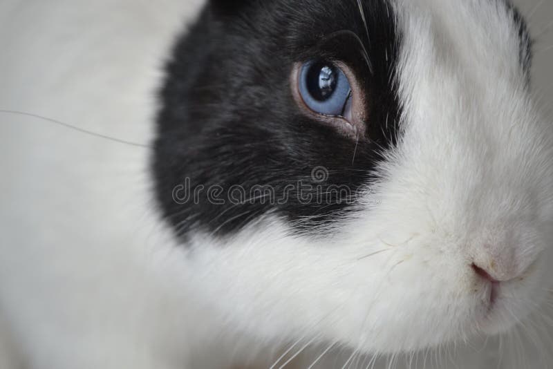 Bunny stock photo. Image of animal, eyes, bunny, white - 92619956