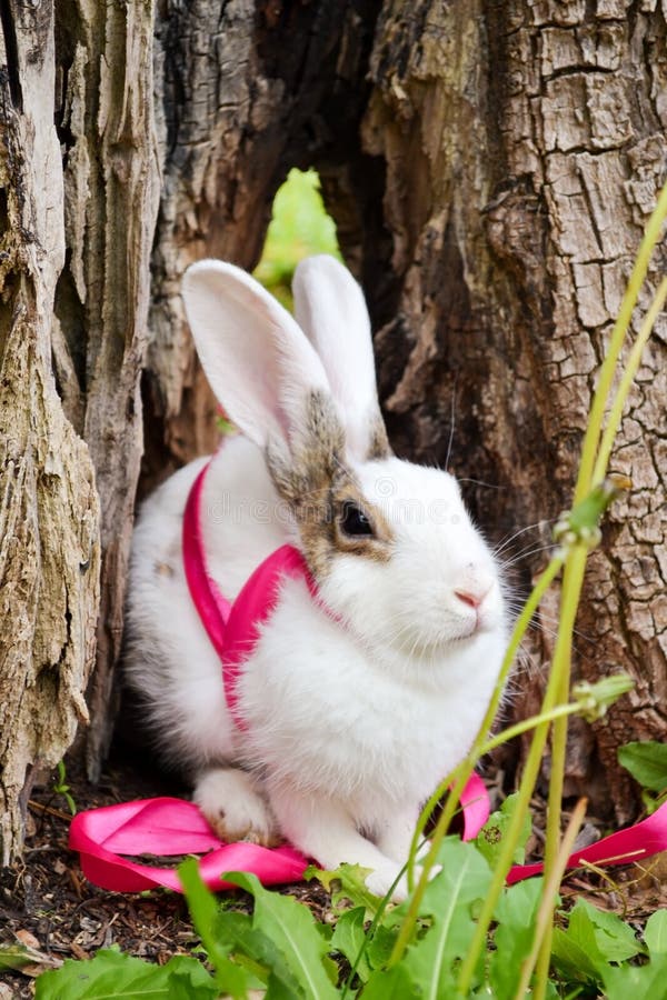 Bunny. stock image. Image of present, grass, environment - 44536363