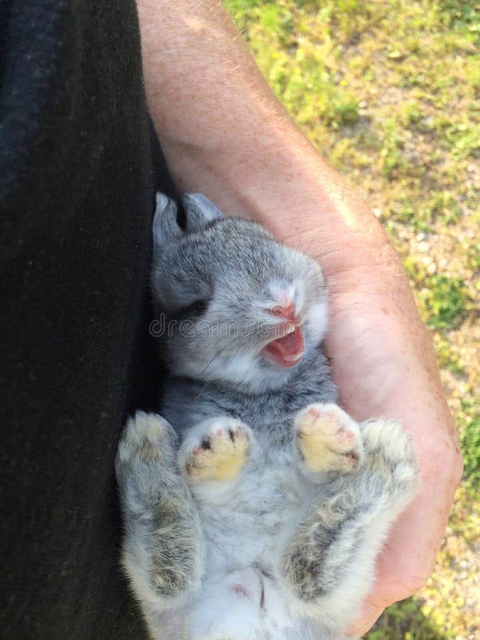Bunny yawns stock image. Image of summer, mammal, nose - 55997409