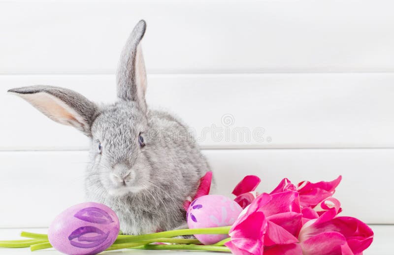 Bunny with Tulip Isolated on White Stock Photo - Image of give ...