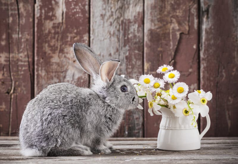 Rabbit with spring flowers stock image. Image of lying - 84157923