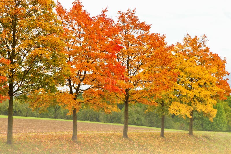 Bunte Bäume im Herbst stockbild. Bild von deutschland - 45305381