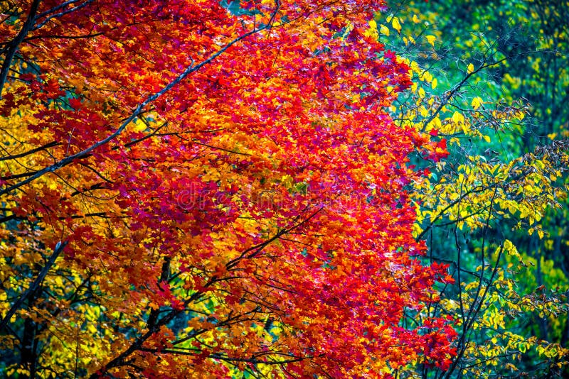 Bunte Bäume im Herbst stockfoto. Bild von spezifisch - 78310944