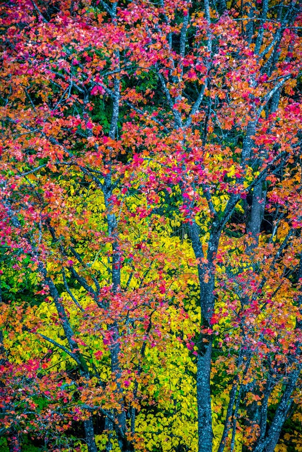 Bunte Bäume im Herbst stockbild. Bild von letztes, fallen - 78310951