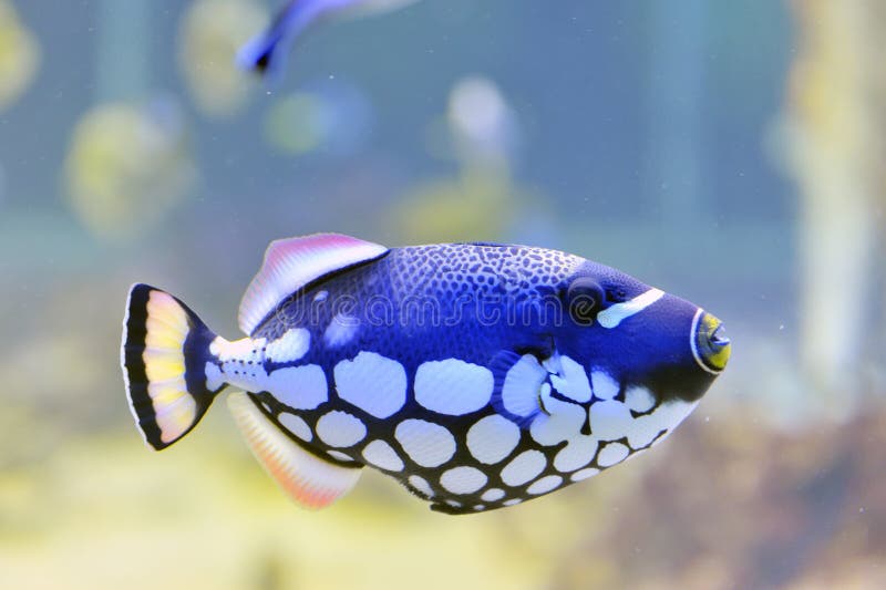 Ein Bunter Fisch In Einem Aquarium Stockfoto - Bild von wasser ...