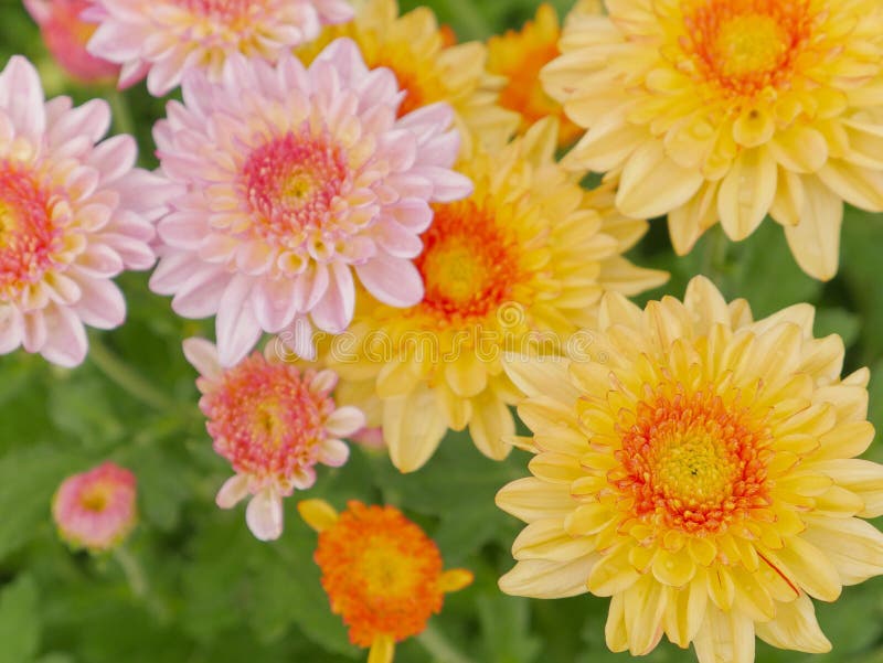 Bunte Blume im Garten stockbild. Bild von garten, blume - 126320087