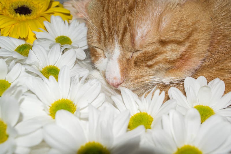 Bunte Blumen Und Kleine Katze Stockbild - Bild von grün, blume: 116534335