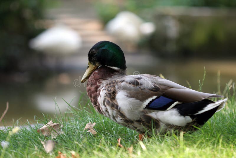 Bunte Ente stockfoto. Bild von gras, feder, vogel, ente - 13462644