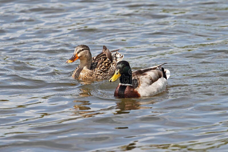 Bunte Enten eines Paares stockbild. Bild von vogel, ente - 14165813