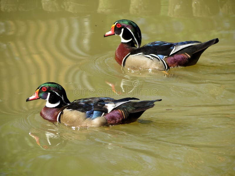 Bunte Enten im See stockbild. Bild von teich, dunkel - 43920935