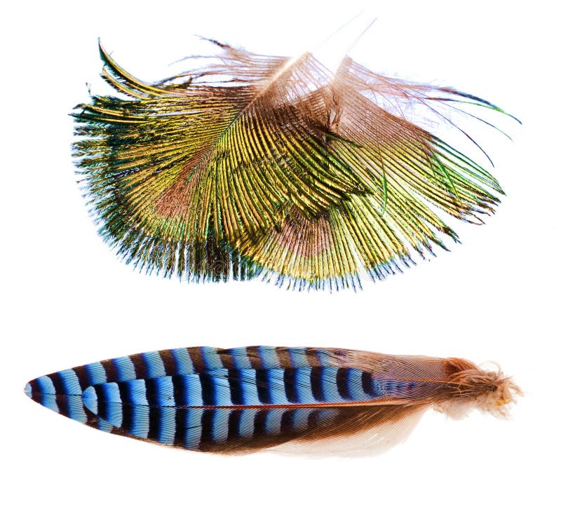 Feder vom Raubvogel stockfoto. Bild von ausschnitt, flügel - 24802532