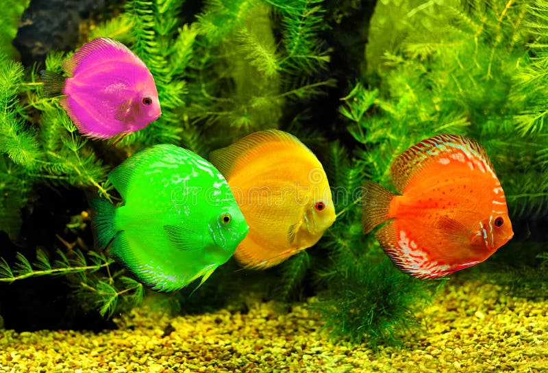 Bunte Fische stockfoto. Bild von schönheit, blau, nave - 16075906