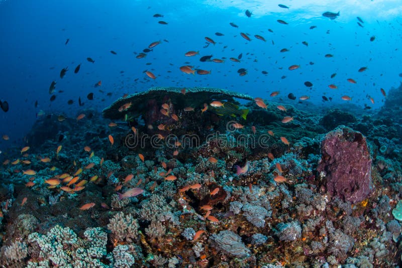 Bunte Fische und Riff stockfoto. Bild von oekosystem - 45144524