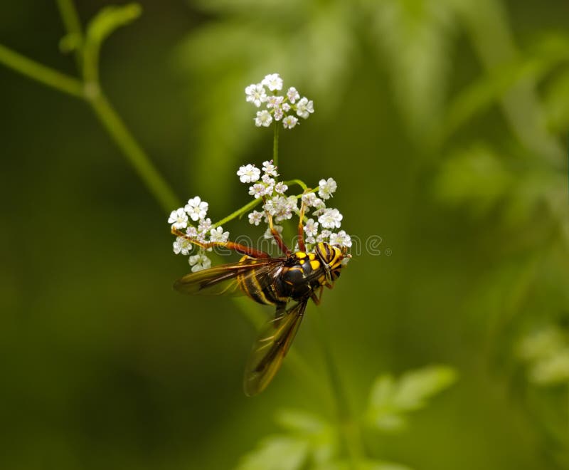 Bunte Fliege auf Blumen stockbild. Bild von auge, abdecken - 19835891