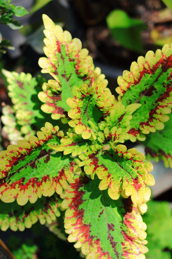 Bunte gemalte Nessel stockfoto. Bild von blätter, nessel - 66196366