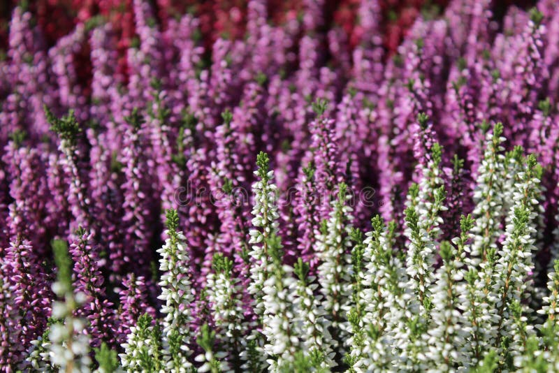 Bunte Heide im Garten stockbild. Bild von blumen, pflanzen - 194277749