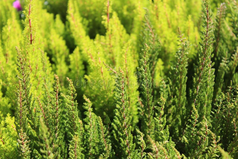 Bunte Heide im Garten stockbild. Bild von blumen, pflanzen - 194277749