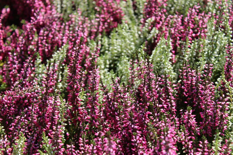 Heide in Einem Topf Und in Den Gartenwerkzeugen. Stockfoto - Bild von ...
