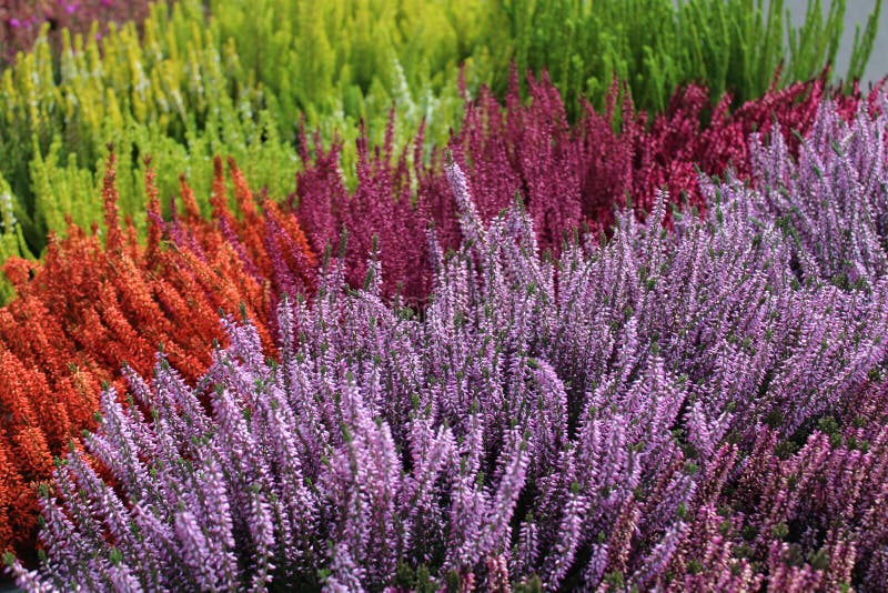 Bunte Heide im Garten stockbild. Bild von hintergrund - 198146679
