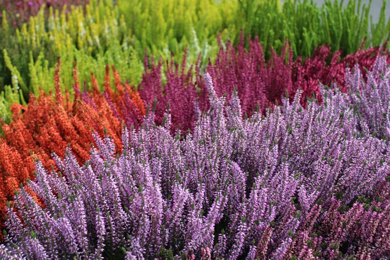 Bunte Heide im Garten stockbild. Bild von dekorativ - 194220081