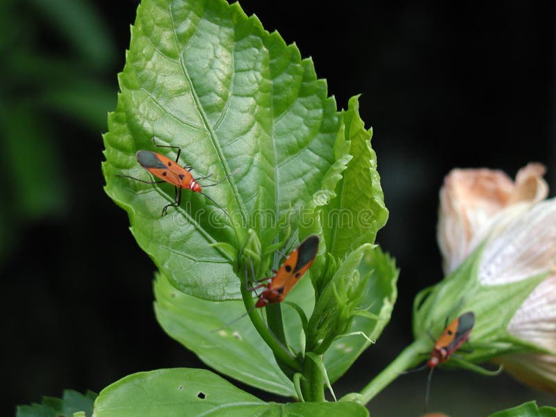 228,738 Insekte Stock Fotos - Freie & Royalty-Free Stock Fotos von ...