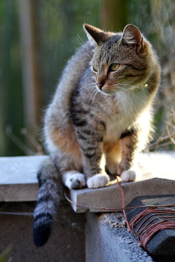 Bunte Katze stockfoto. Bild von katze, bunt, garten, schwarzes - 55854722