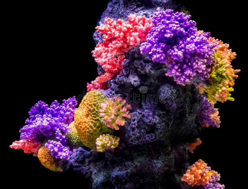 Bunte Korallenriffbildungsverschiedenartigkeit ...