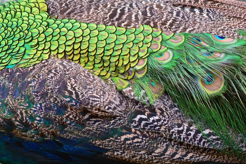 Bunter Pfau In Einem Park In Deutschland Stockbild - Bild von vogel ...