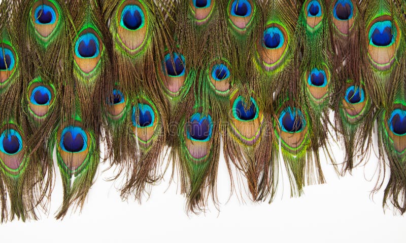 Bunter Pfau Bei Griechenland, Rhodos Stockfoto - Bild von blau, grün ...