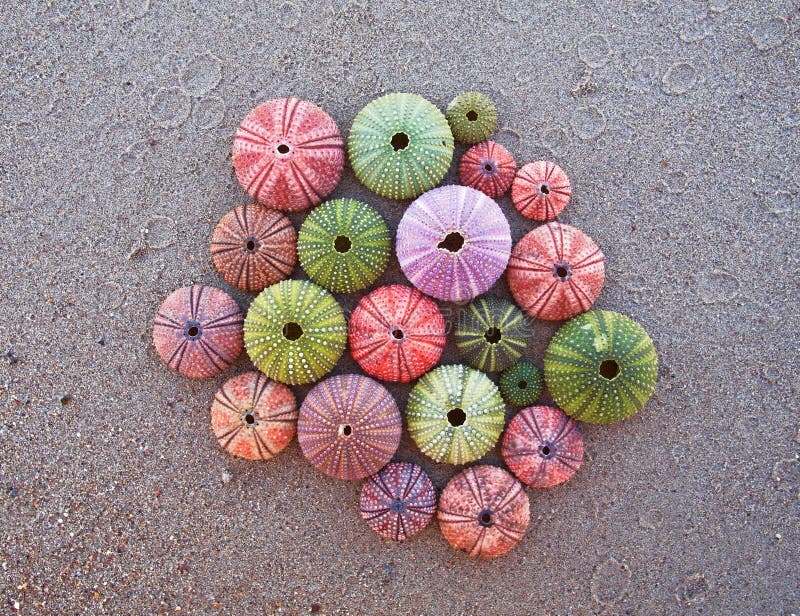 Vielzahl Der Bunten Seeigel Stockfoto - Bild von sonnig, küste: 17663182