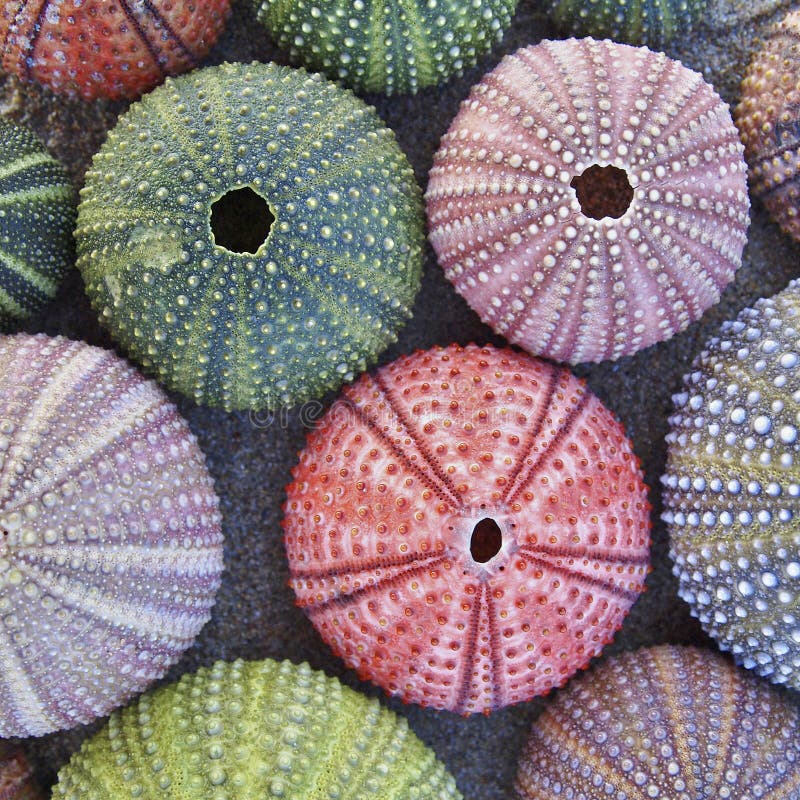 Bunte Seeigel Auf Nassem Sandstrand Stockbild - Bild von ansammlung ...