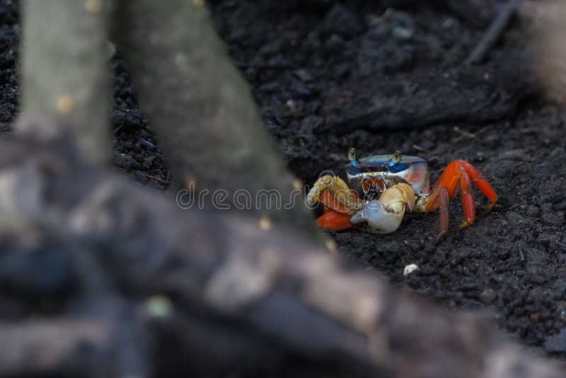 Bunte tropische Krabbe stockbild. Bild von holz, fauna - 79516661